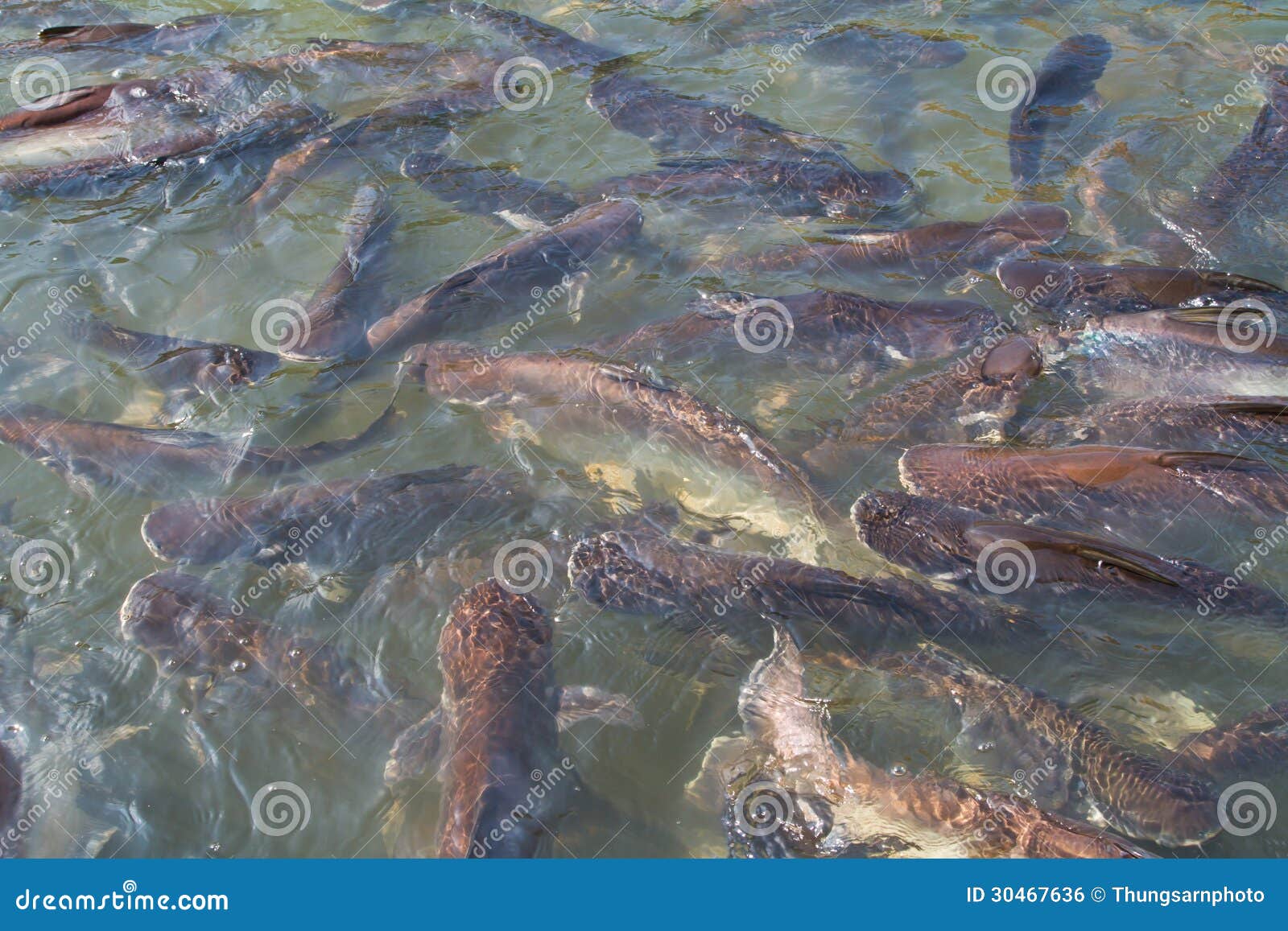 Many Iridescent Shark, Pangasius Fishs Stock Photo - Image of hobby ...