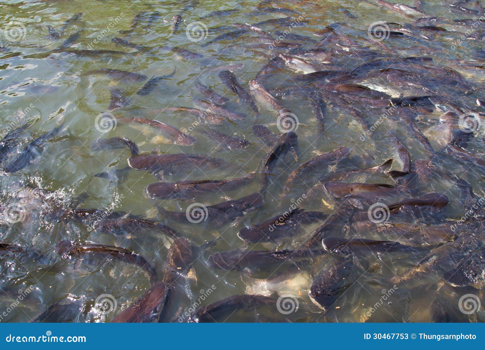 Many Iridescent Shark, Pangasius Fishs Stock Image - Image of hungry ...