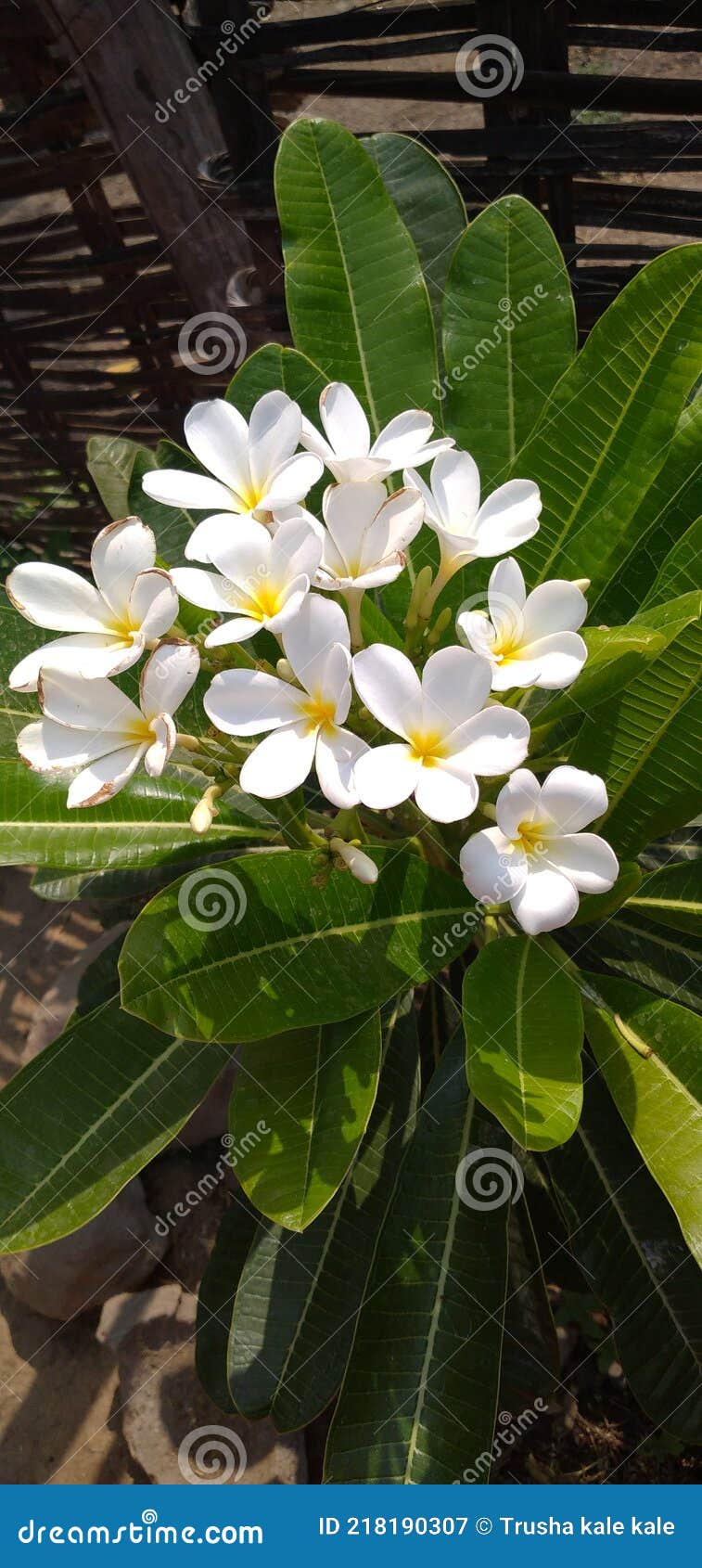 Chapha Flower Photos - Free & Royalty-Free Stock Photos from Dreamstime