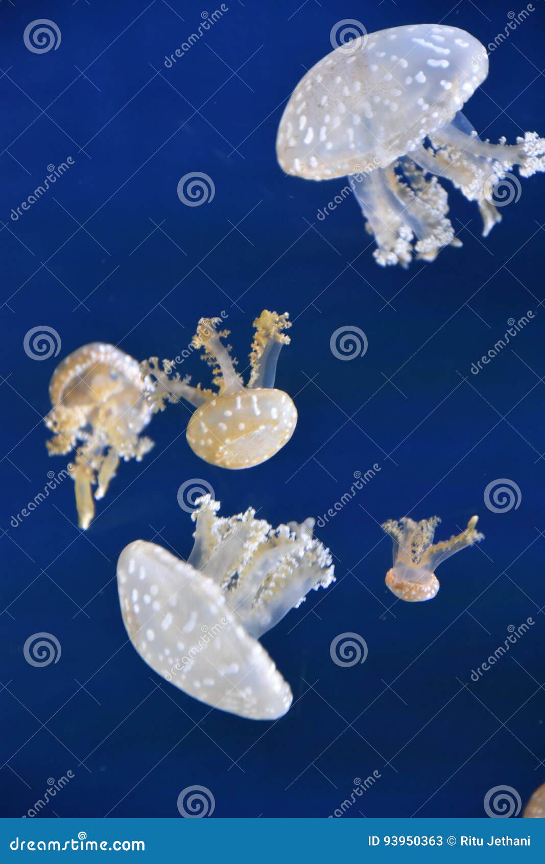 Many Jellyfish stock image. Image of creature, nature - 93950363