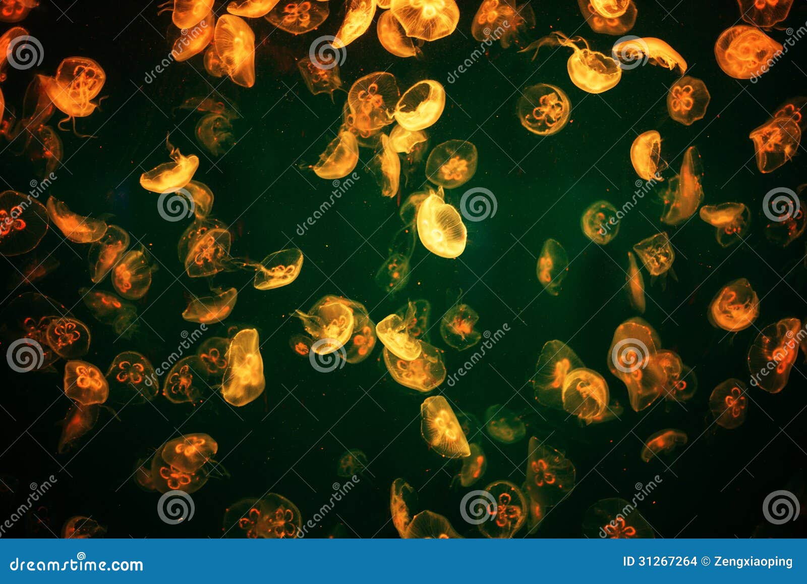 Many jellyfish stock photo. Image of exotic, medusa, dive - 31267264
