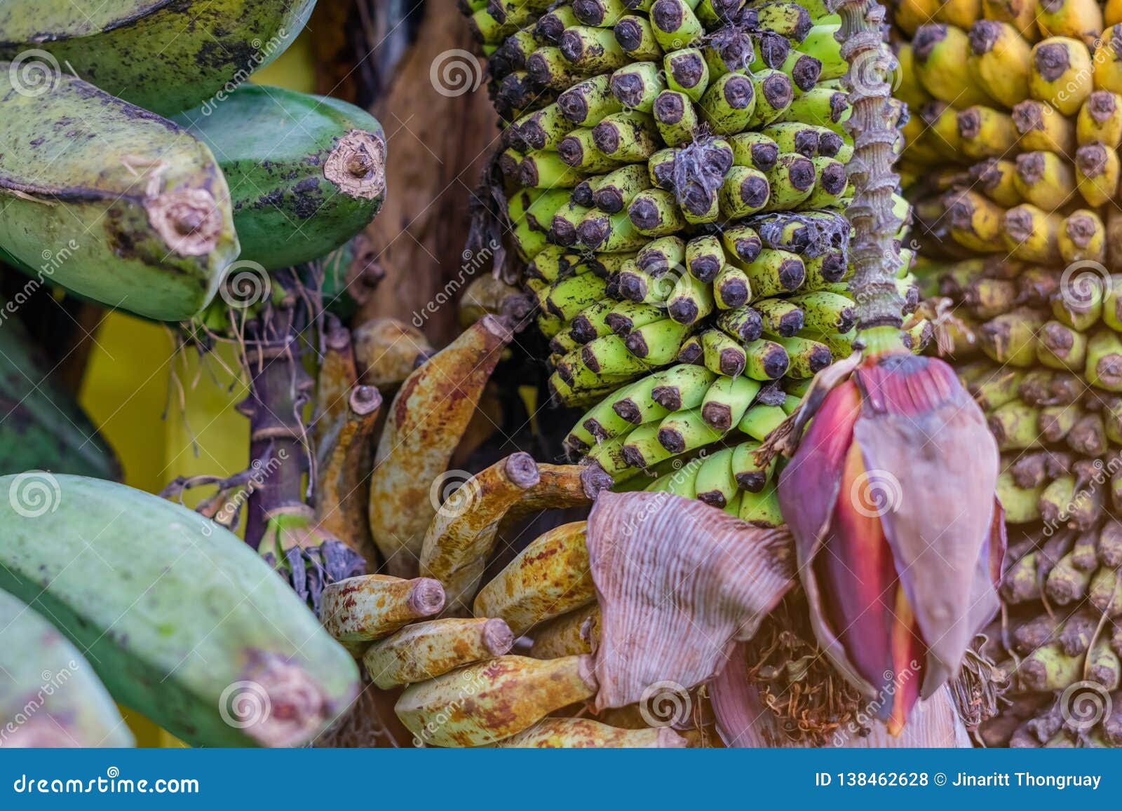 Two Kind Of Bananas - Yellow Color- Kolikuttu And Green Color-anamalu ...