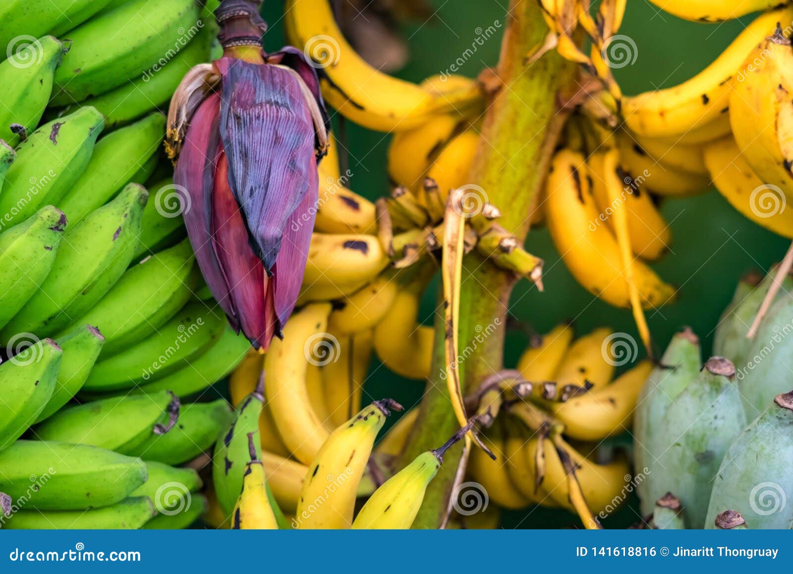 Two Kind Of Bananas - Yellow Color- Kolikuttu And Green Color-anamalu ...