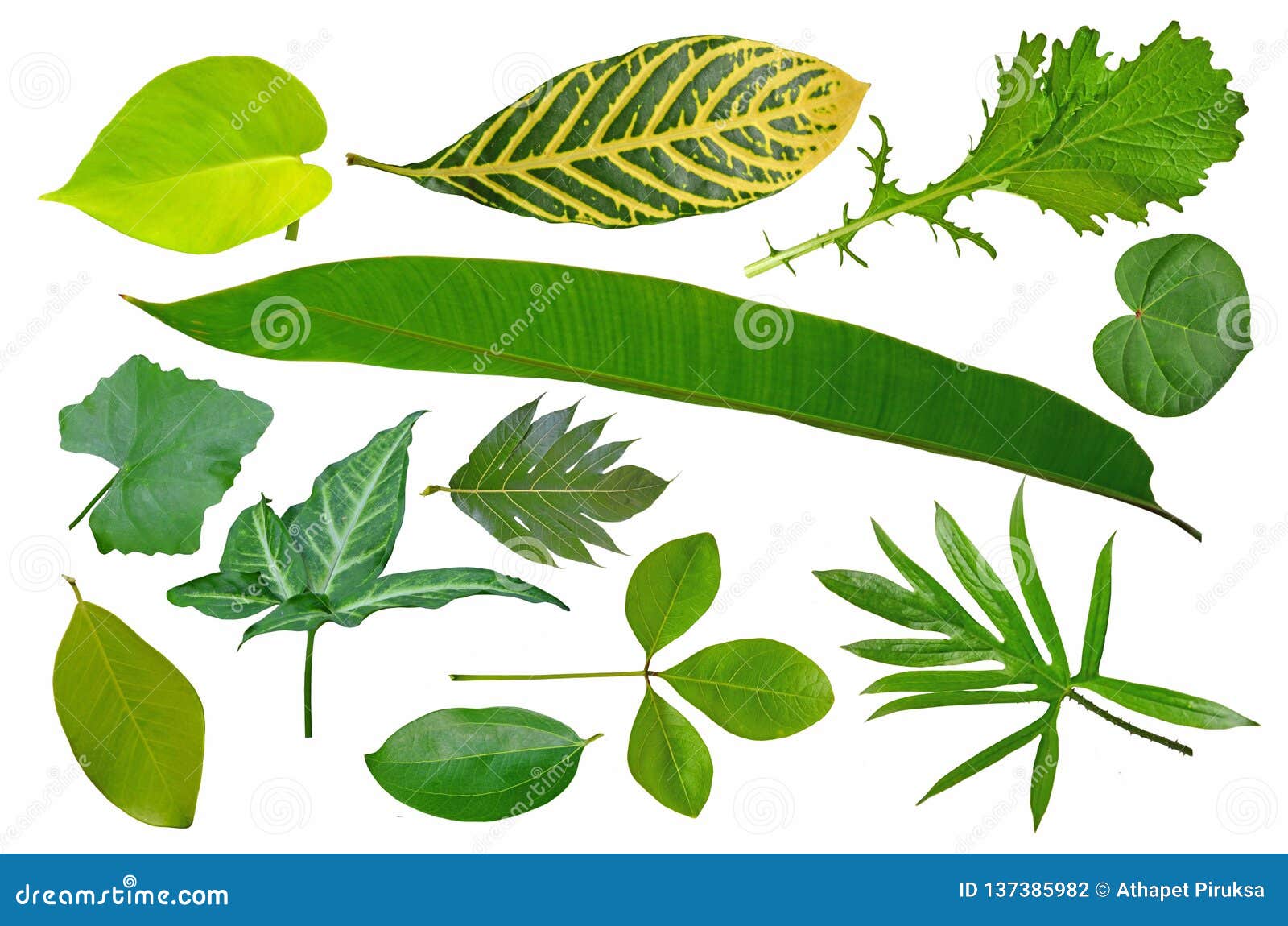 Many Kinds of Beautiful Tropical Leaf Collection Stock Photo - Image of ...