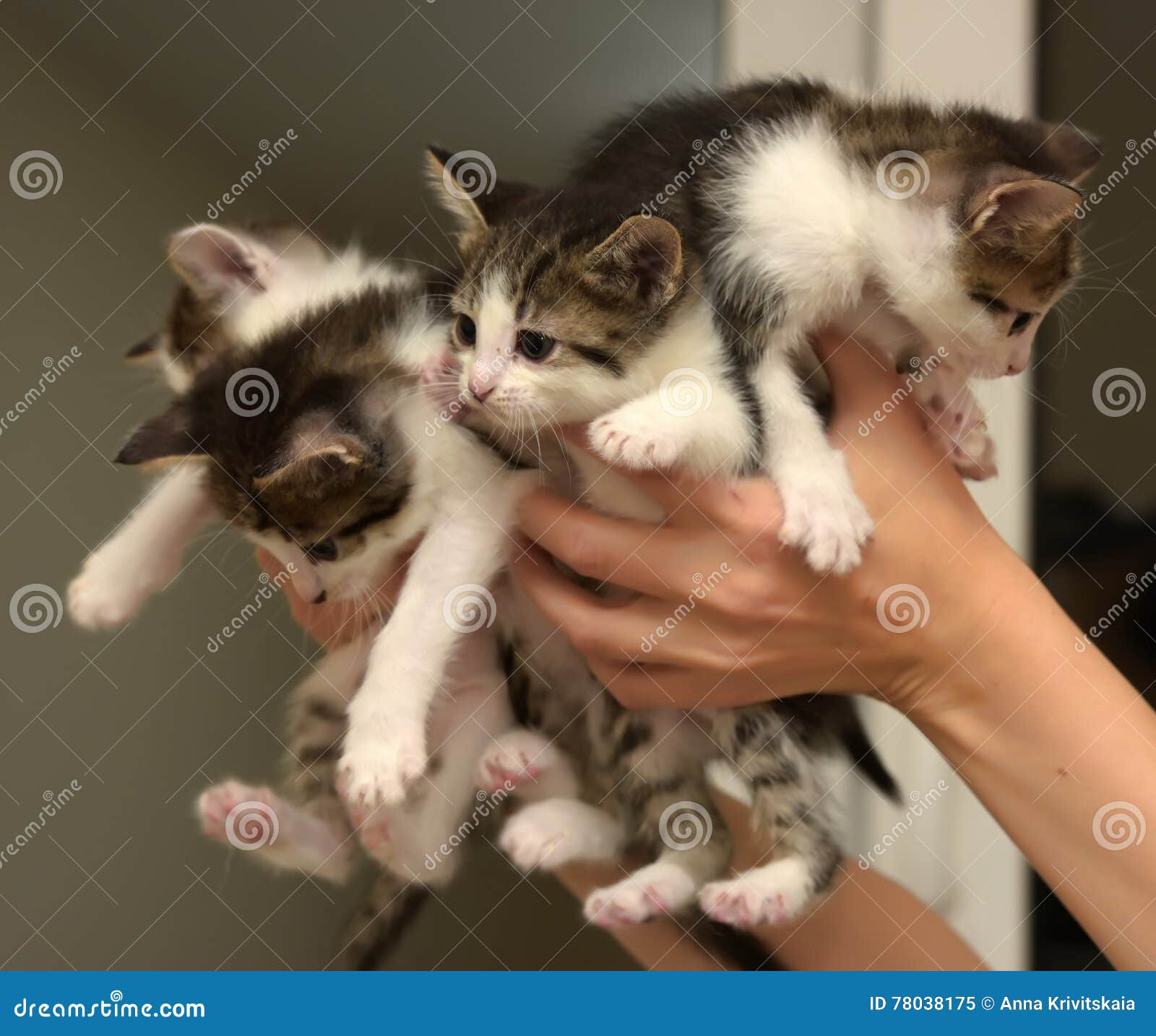 Many kittens stock image. Image of cute, kitten, fold - 78038175
