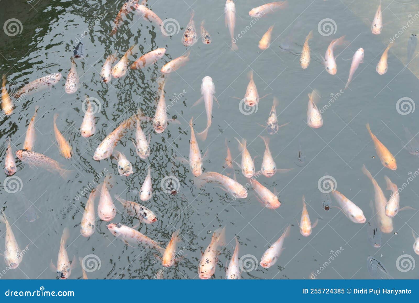 Many Koi Fish in a Pond are Gathering Stock Image - Image of reflection ...