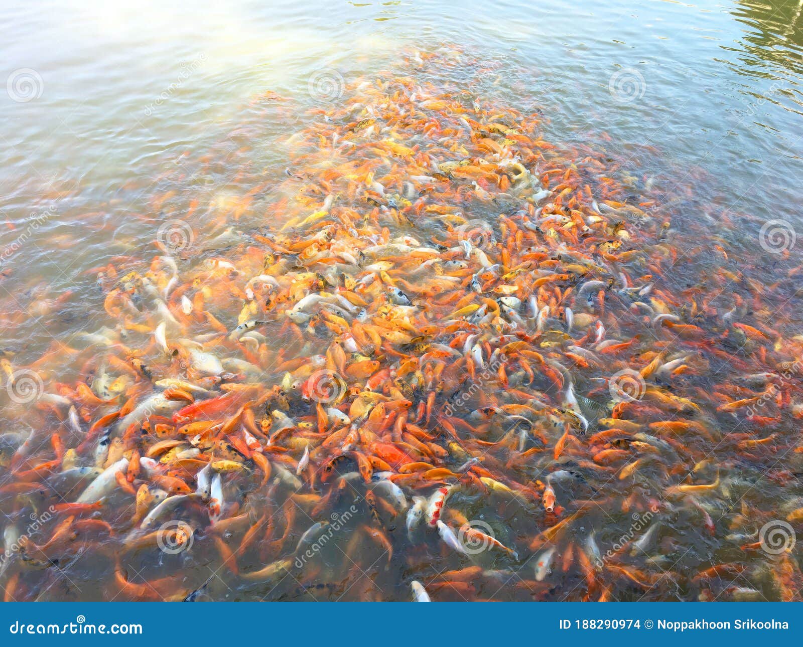 Many koi fish in the river stock photo. Image of farm - 188290974