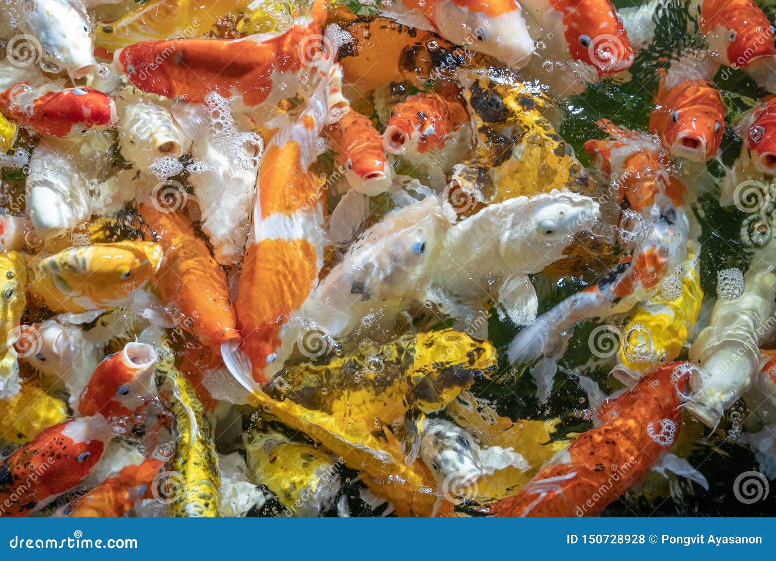 Many Koi Fish Swim in the Pond.shallow Focus Effect Stock Photo - Image ...