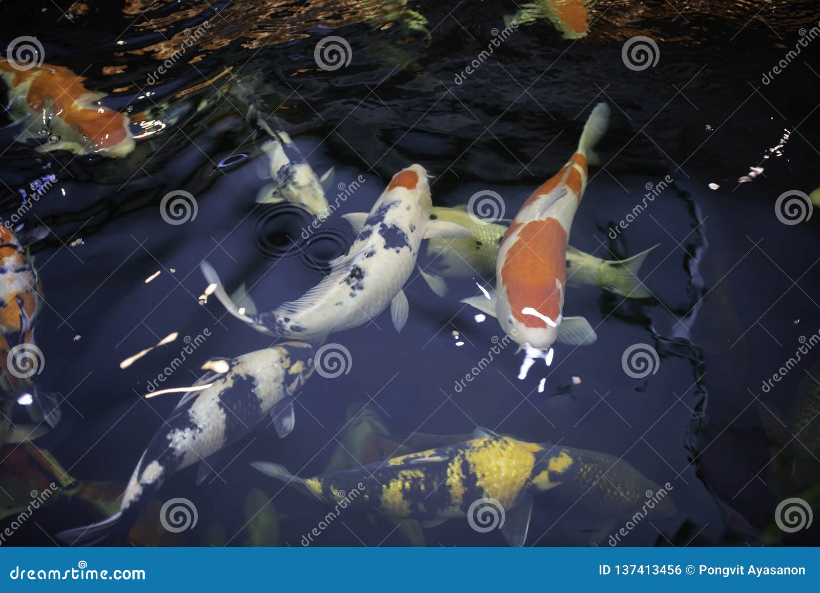 Many Koi Fish Swim in the Pond. Stock Photo - Image of carp, asia ...