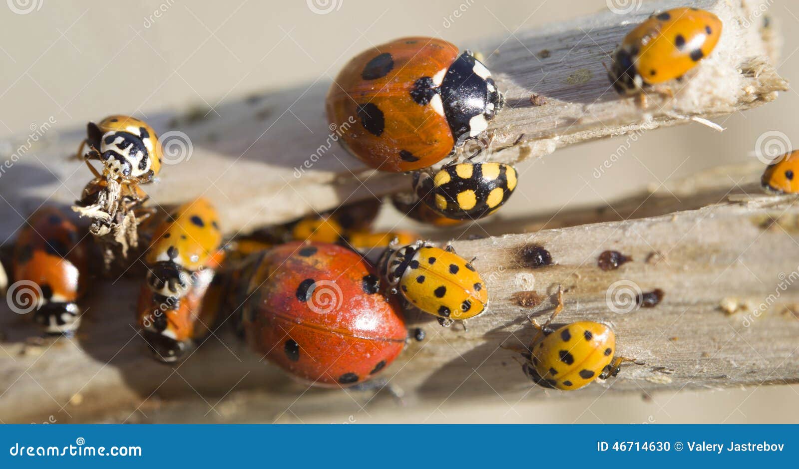 Many ladybugs on a branch stock photo. Image of arid - 46714630