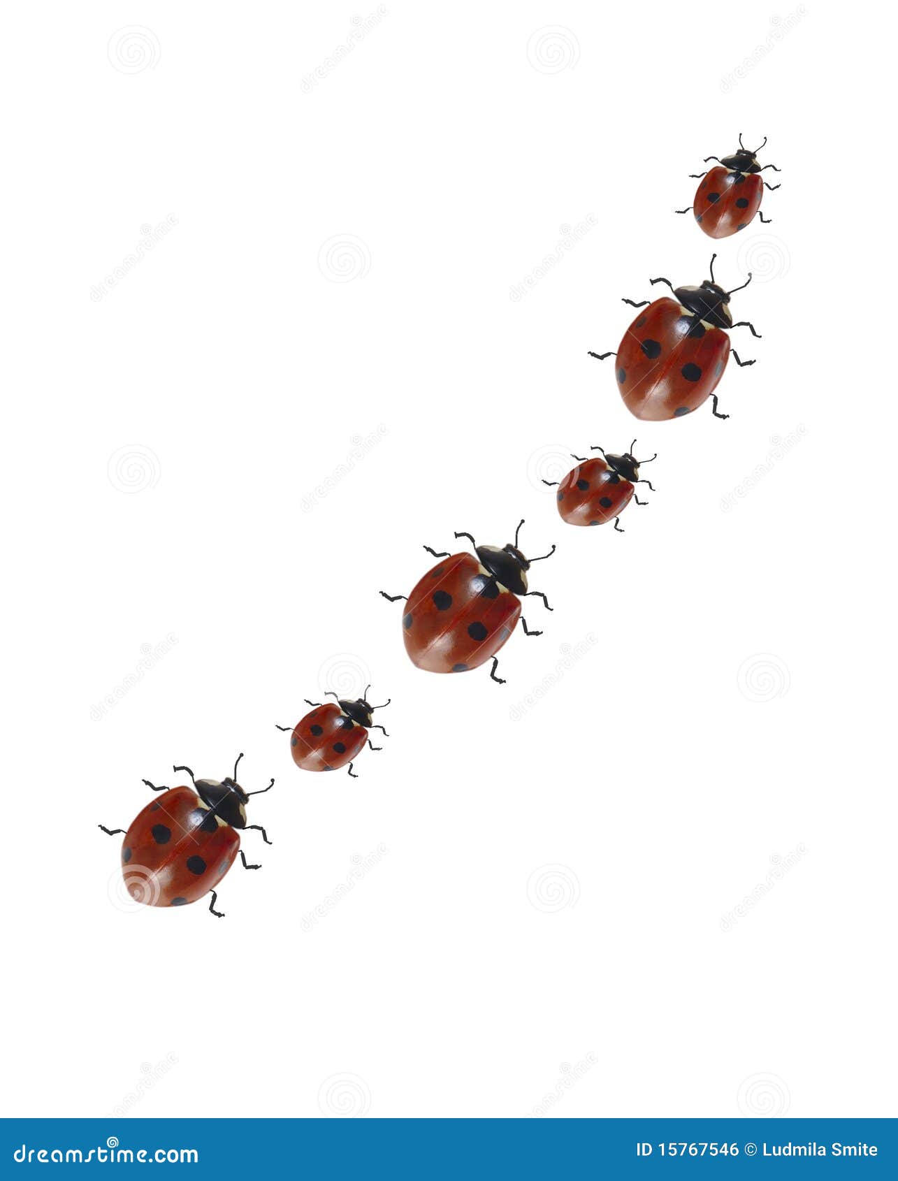 Many ladybugs going up. stock photo. Image of beetle - 15767546