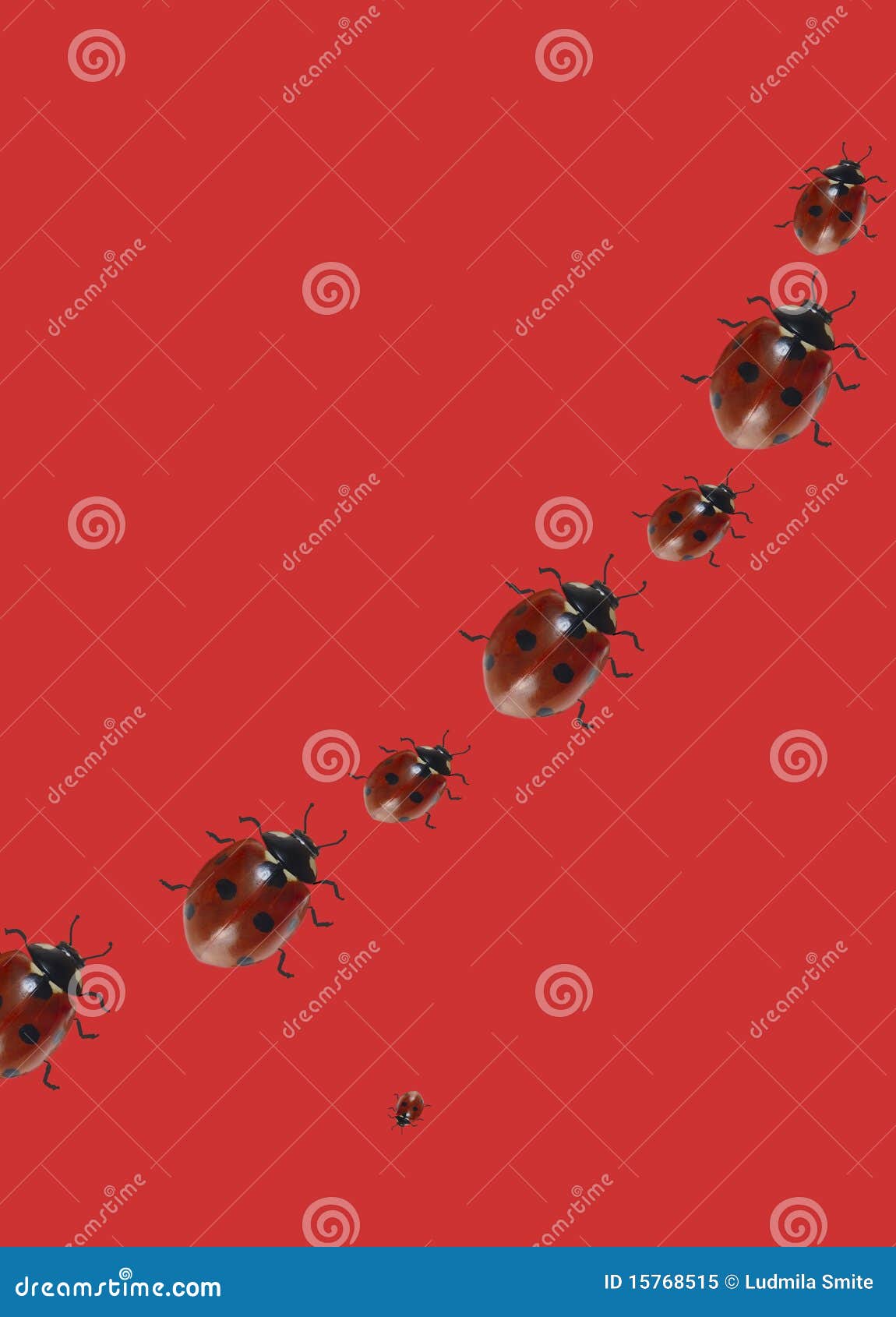 Many ladybugs on a red. stock image. Image of ladybird - 15768515