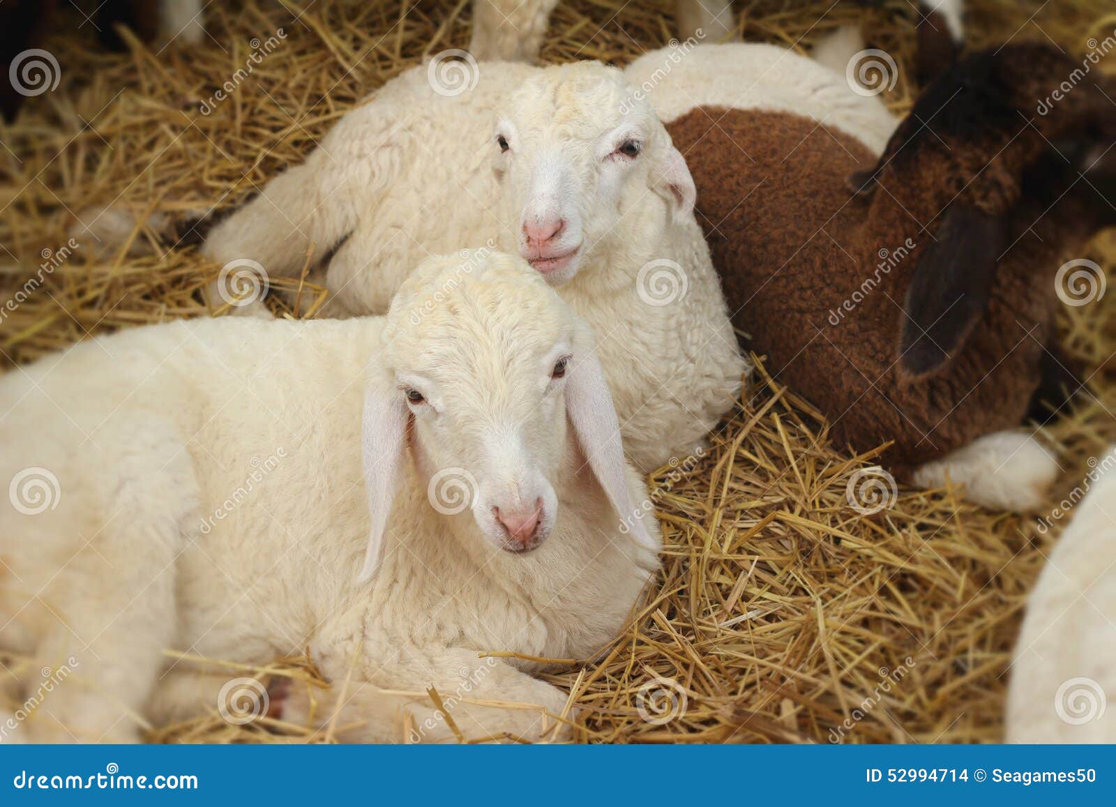 Many lambs on the farm. stock photo. Image of rural, mammal - 52994714
