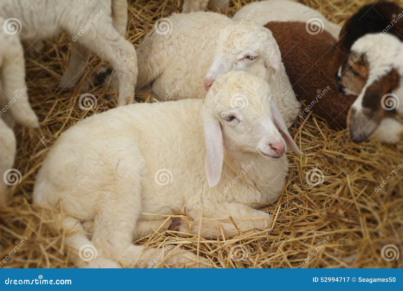 Many lambs on the farm. stock image. Image of eating - 52994717