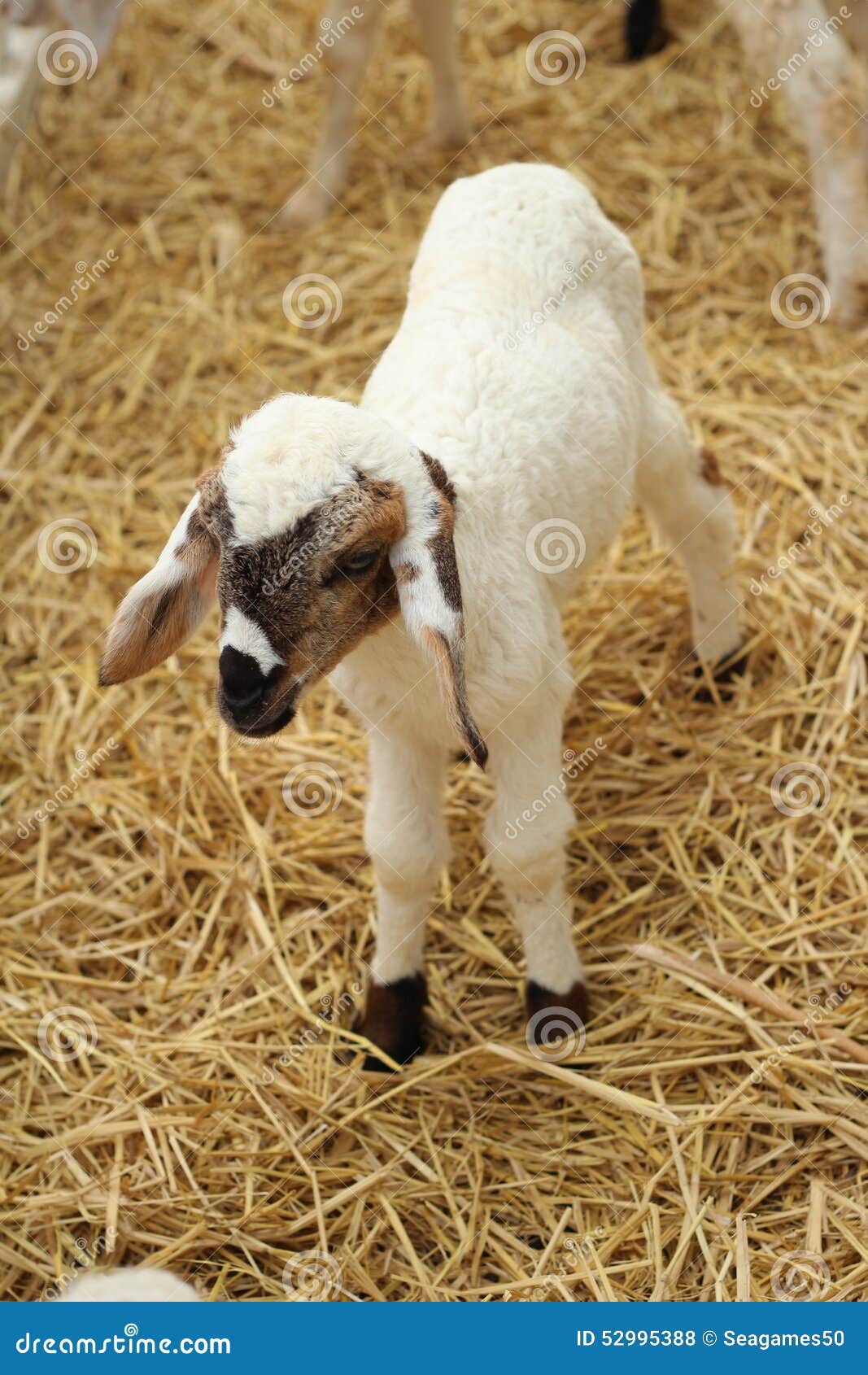 Many lambs on the farm. stock photo. Image of eating - 52995388