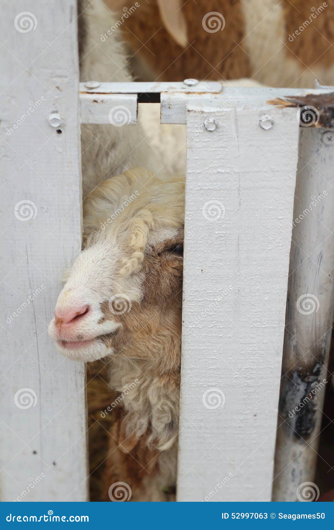 Many lambs on the farm. stock image. Image of merino - 52997063