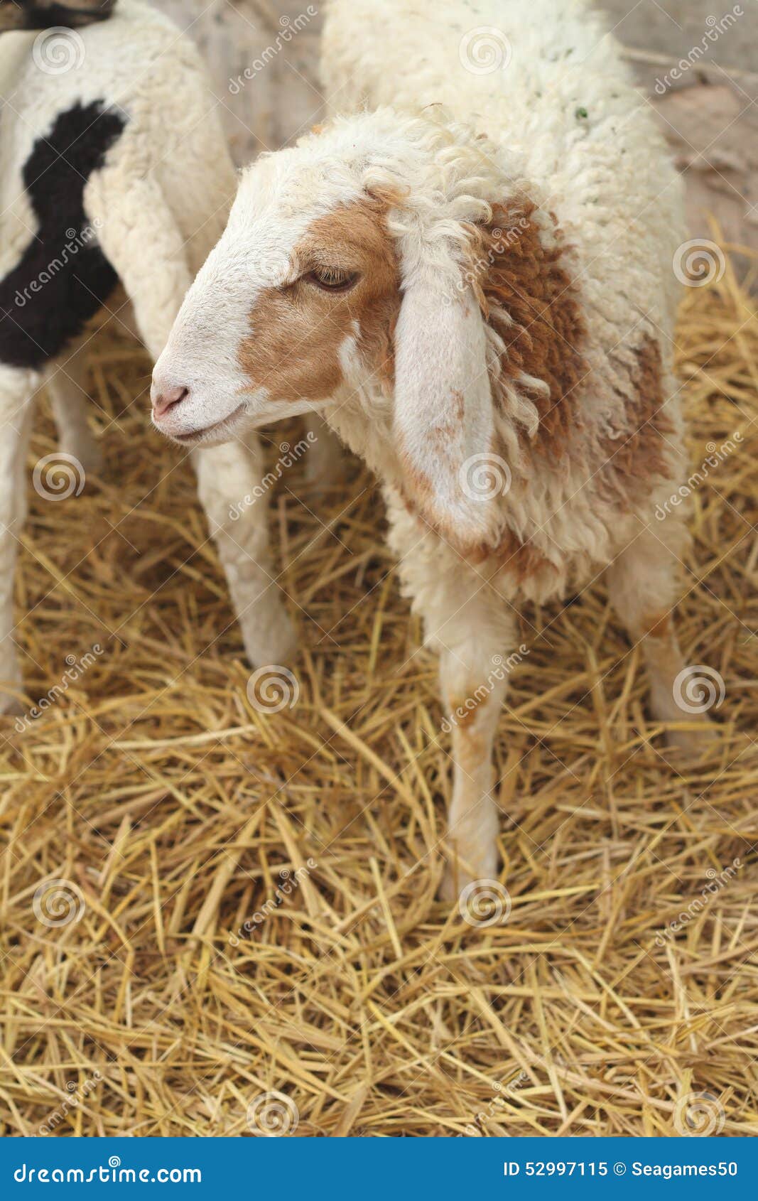 Many lambs on the farm. stock image. Image of defiant - 52997115