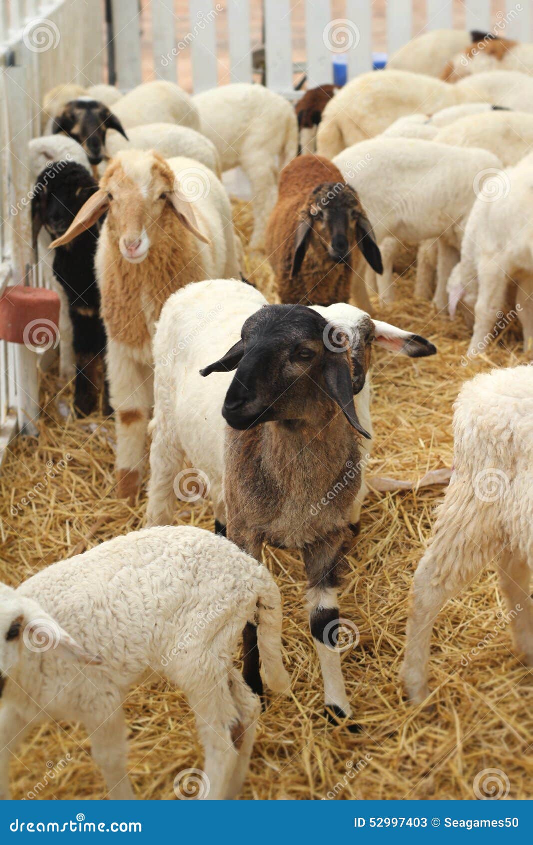 Many lambs on the farm. stock image. Image of life, mammal - 52997403