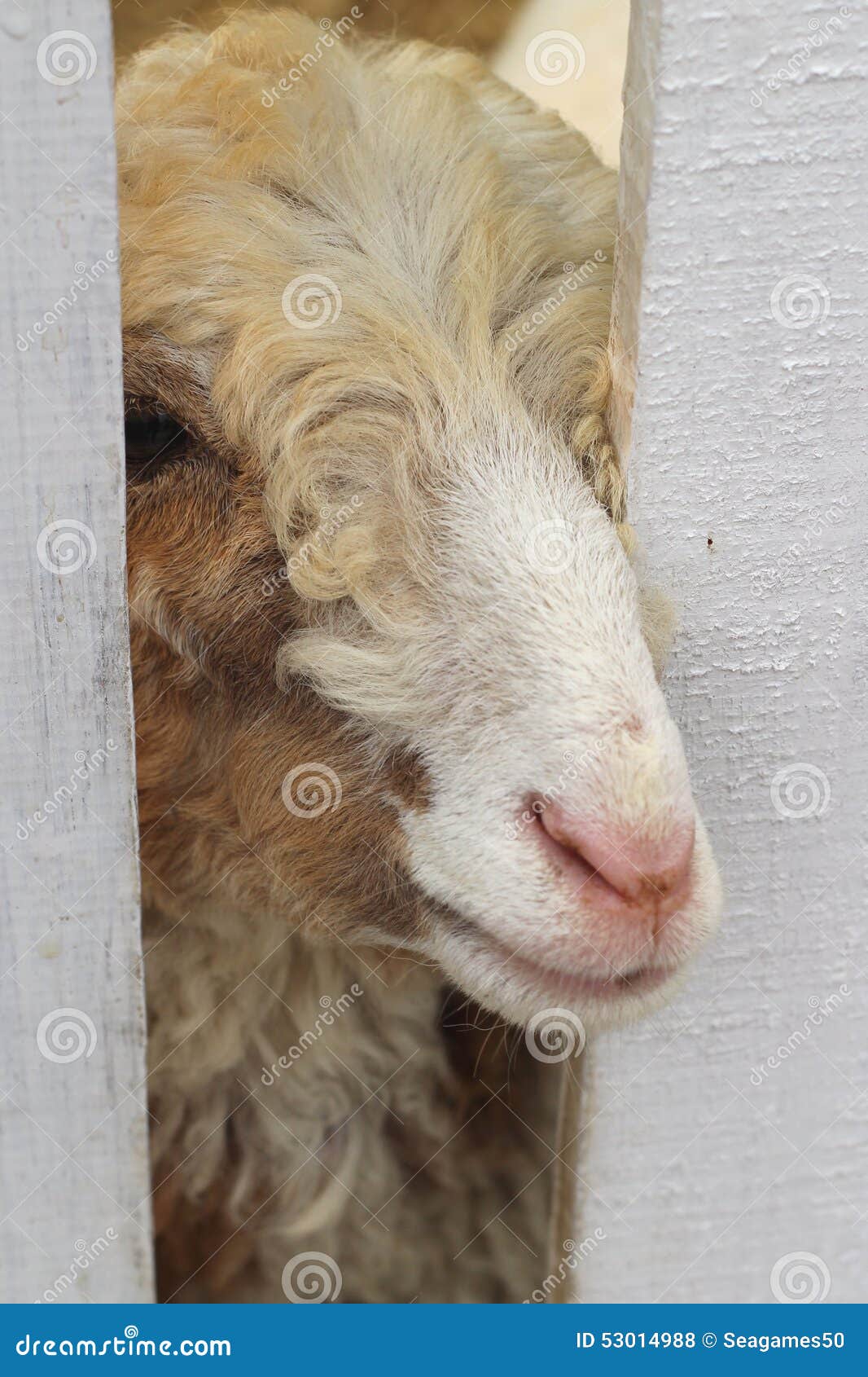 Many lambs on the farm. stock photo. Image of countryside - 53014988