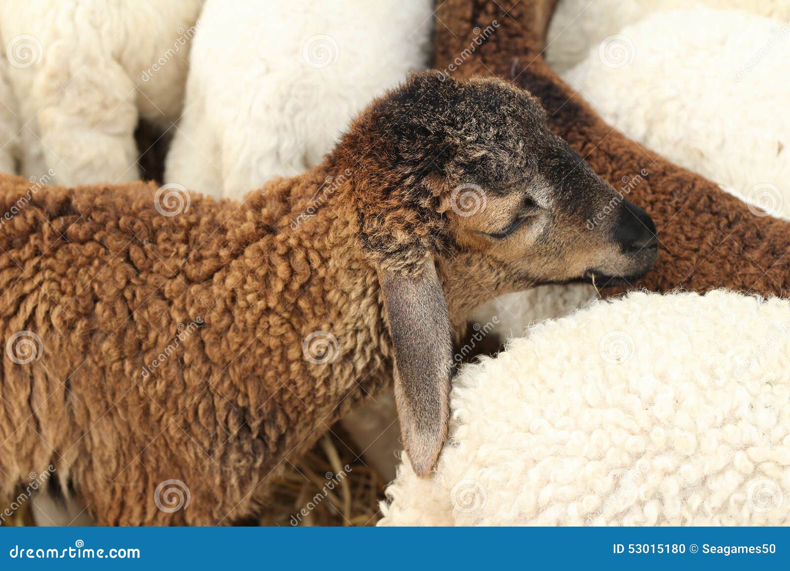 Many lambs on the farm. stock photo. Image of cute, look - 53015180