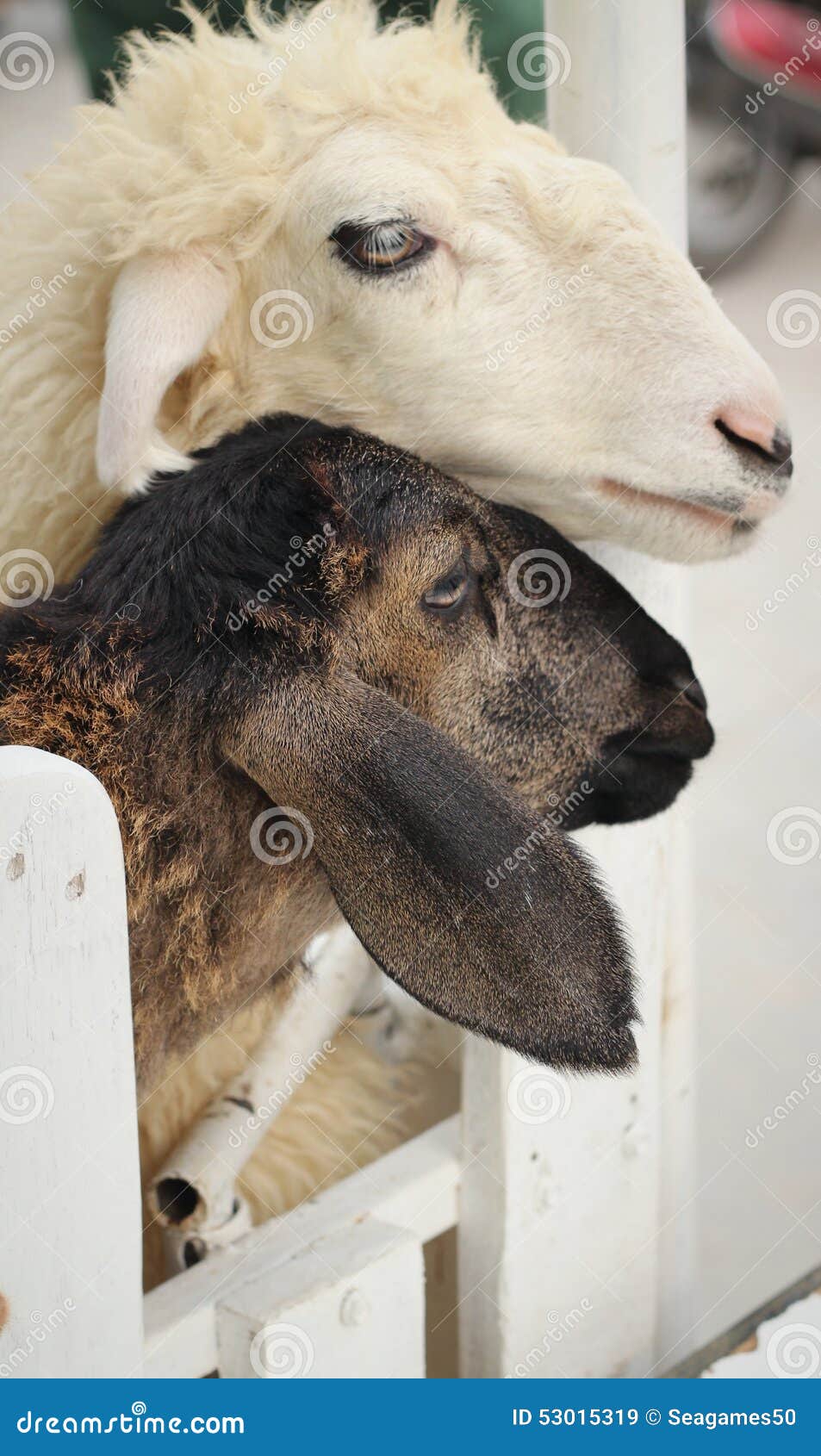 Many lambs on the farm. stock image. Image of lamb, nature - 53015319