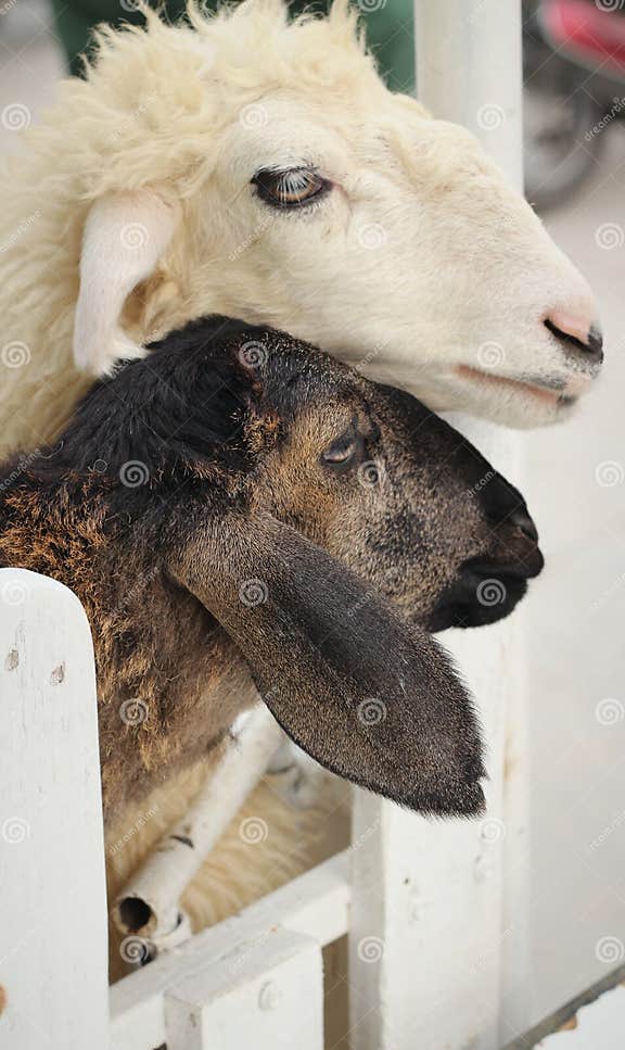 Many lambs on the farm. stock image. Image of lamb, nature - 53015319