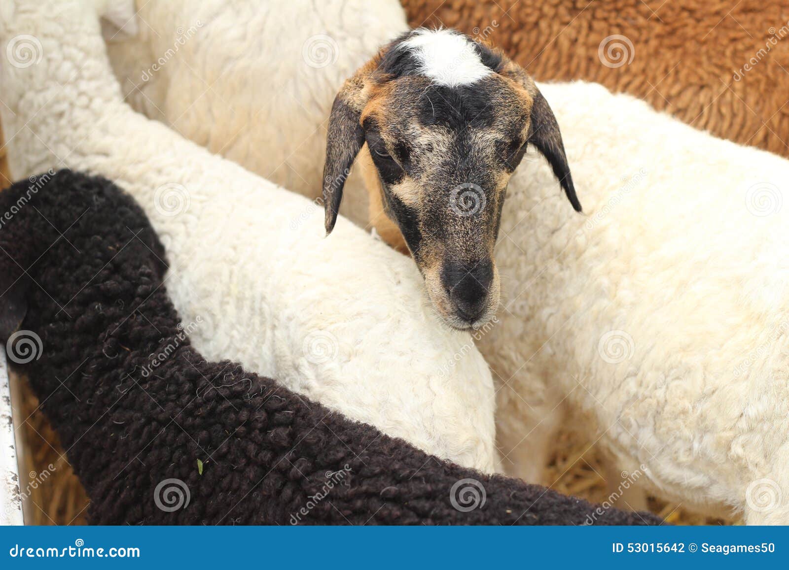 Many lambs on the farm. stock photo. Image of life, inquisitive - 53015642
