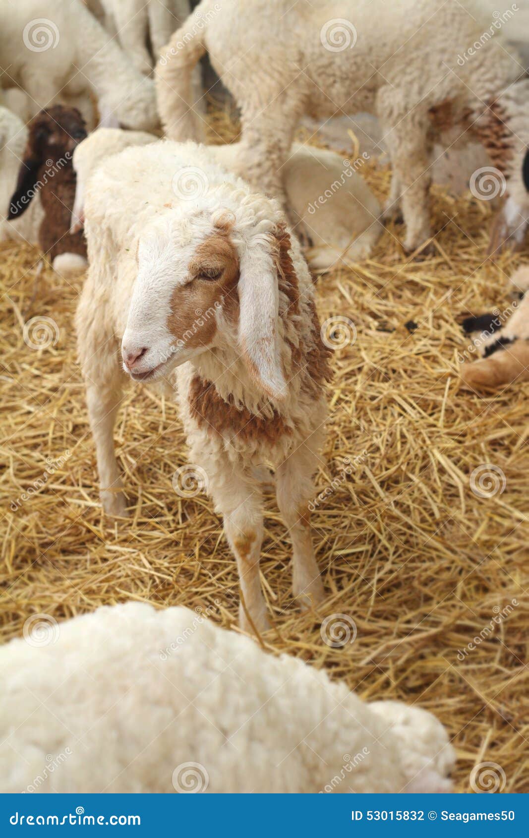 Many lambs on the farm. stock photo. Image of animal - 53015832