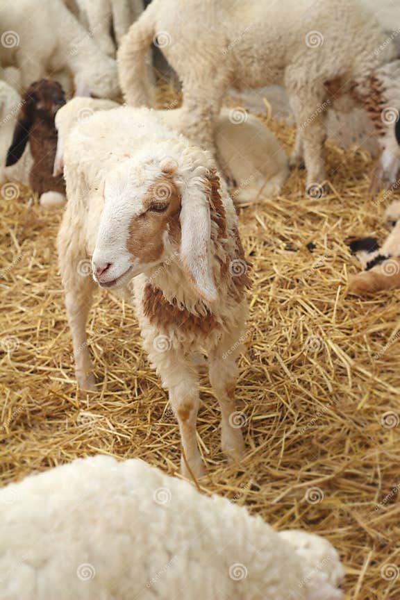 Many lambs on the farm. stock photo. Image of animal - 53015832