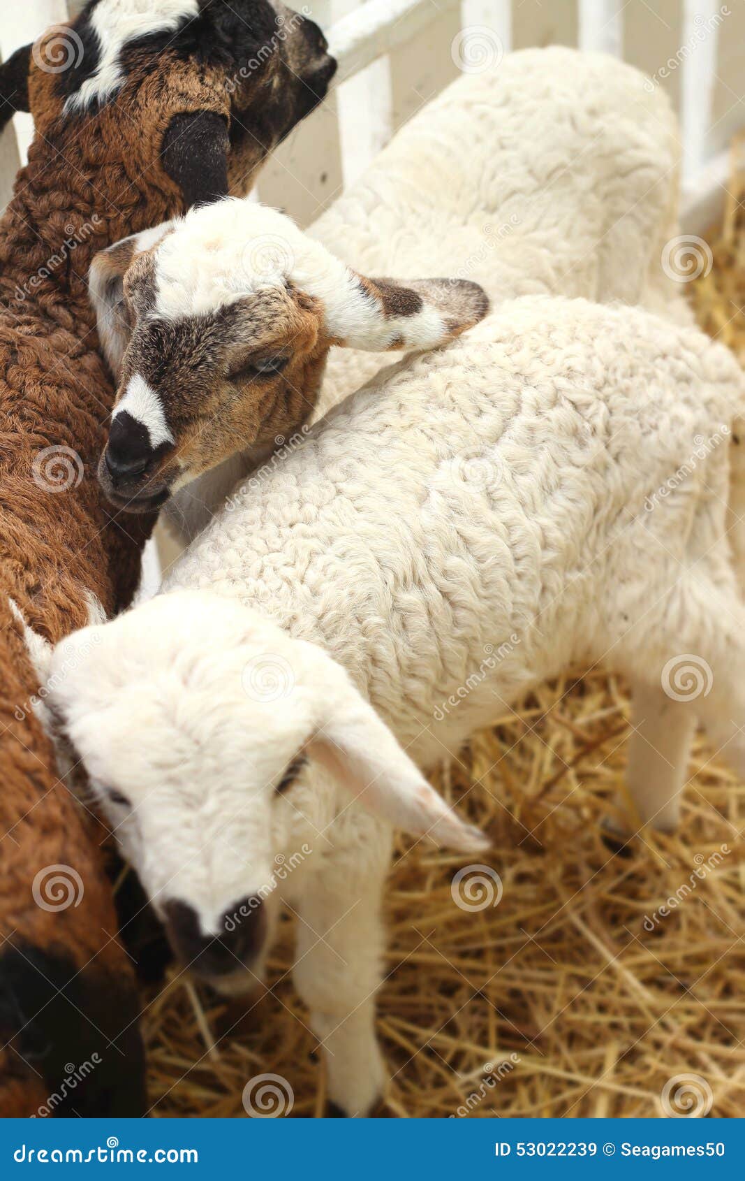 Many lambs on the farm. stock image. Image of interest - 53022239