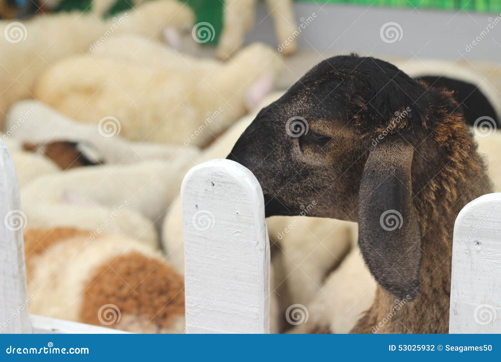 Many lambs on the farm. stock photo. Image of pattern - 53025932