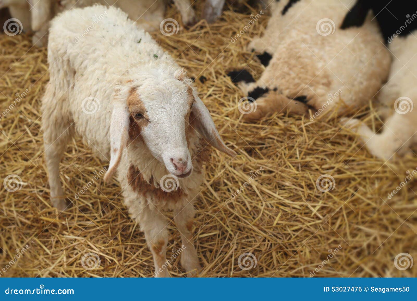 Many lambs on the farm. stock photo. Image of paddock - 53027476