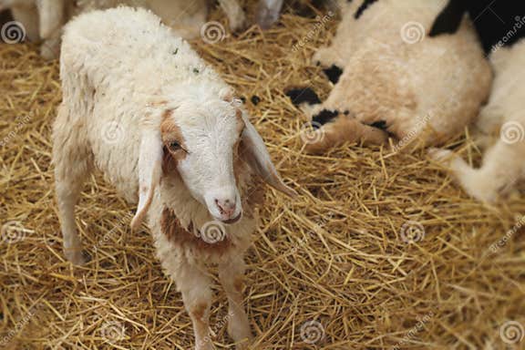 Many lambs on the farm. stock photo. Image of paddock - 53027476