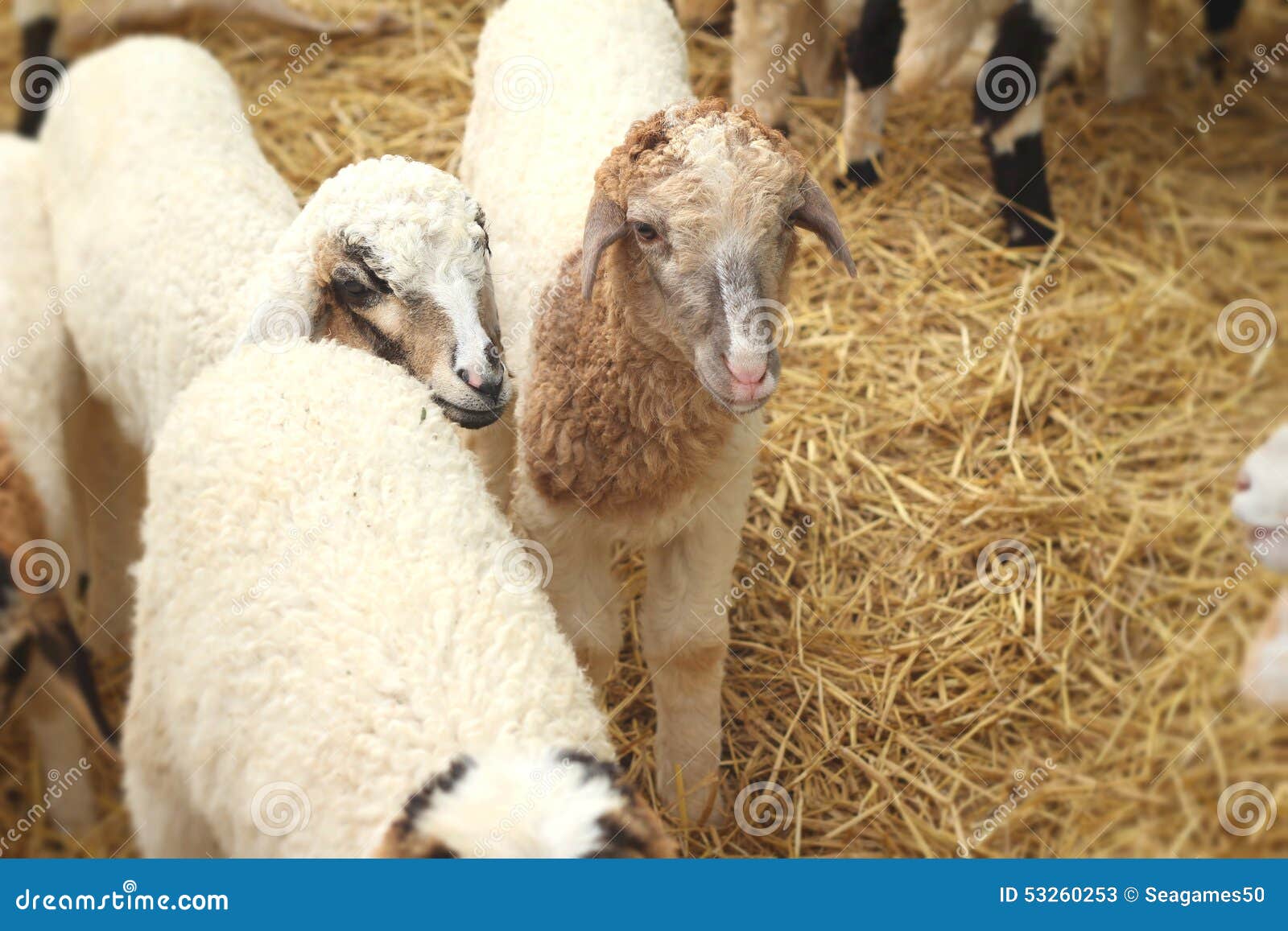 Many lambs on the farm. stock image. Image of grass, paddock - 53260253