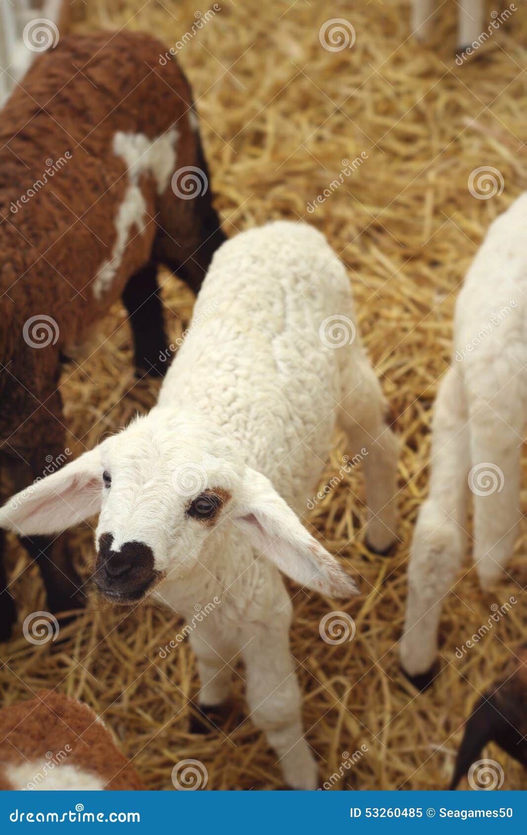 Many lambs on the farm. stock image. Image of lambs, maternal - 53260485