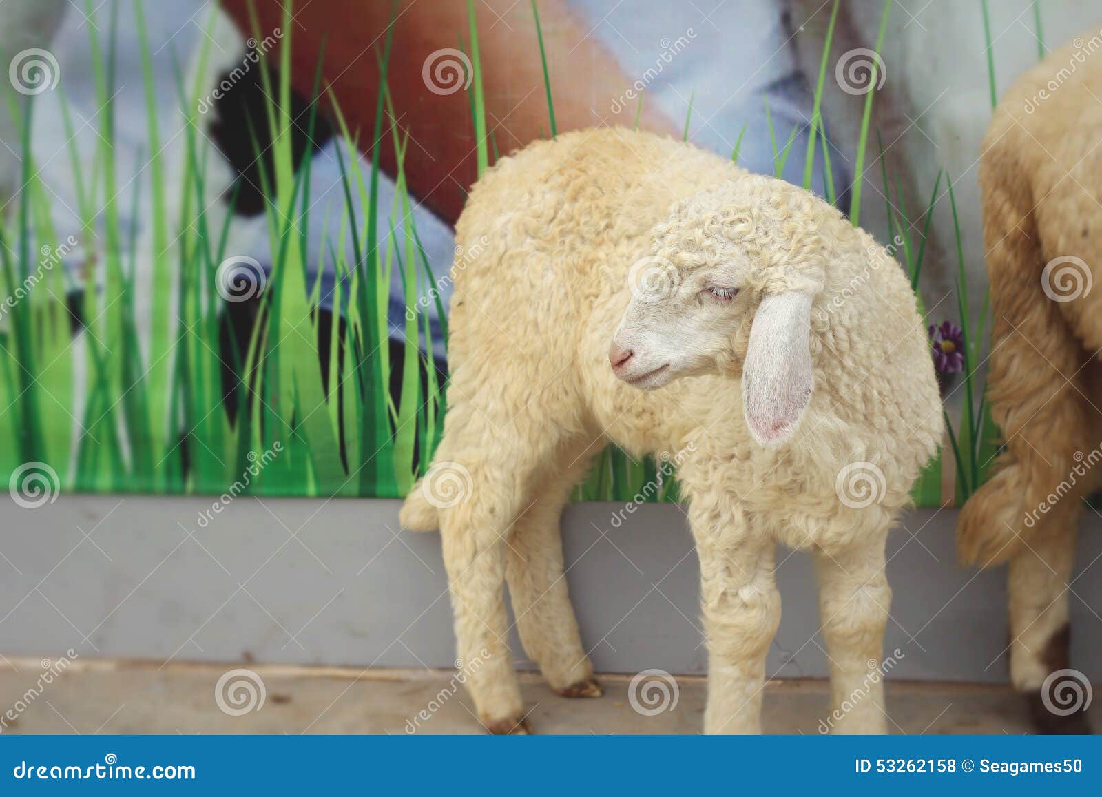Many lambs on the farm. stock photo. Image of interest - 53262158