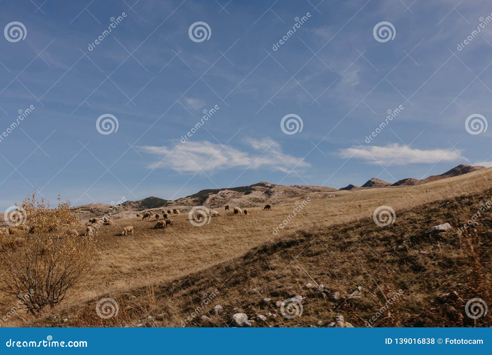 Many lambs in the meadow stock photo. Image of grass - 139016838