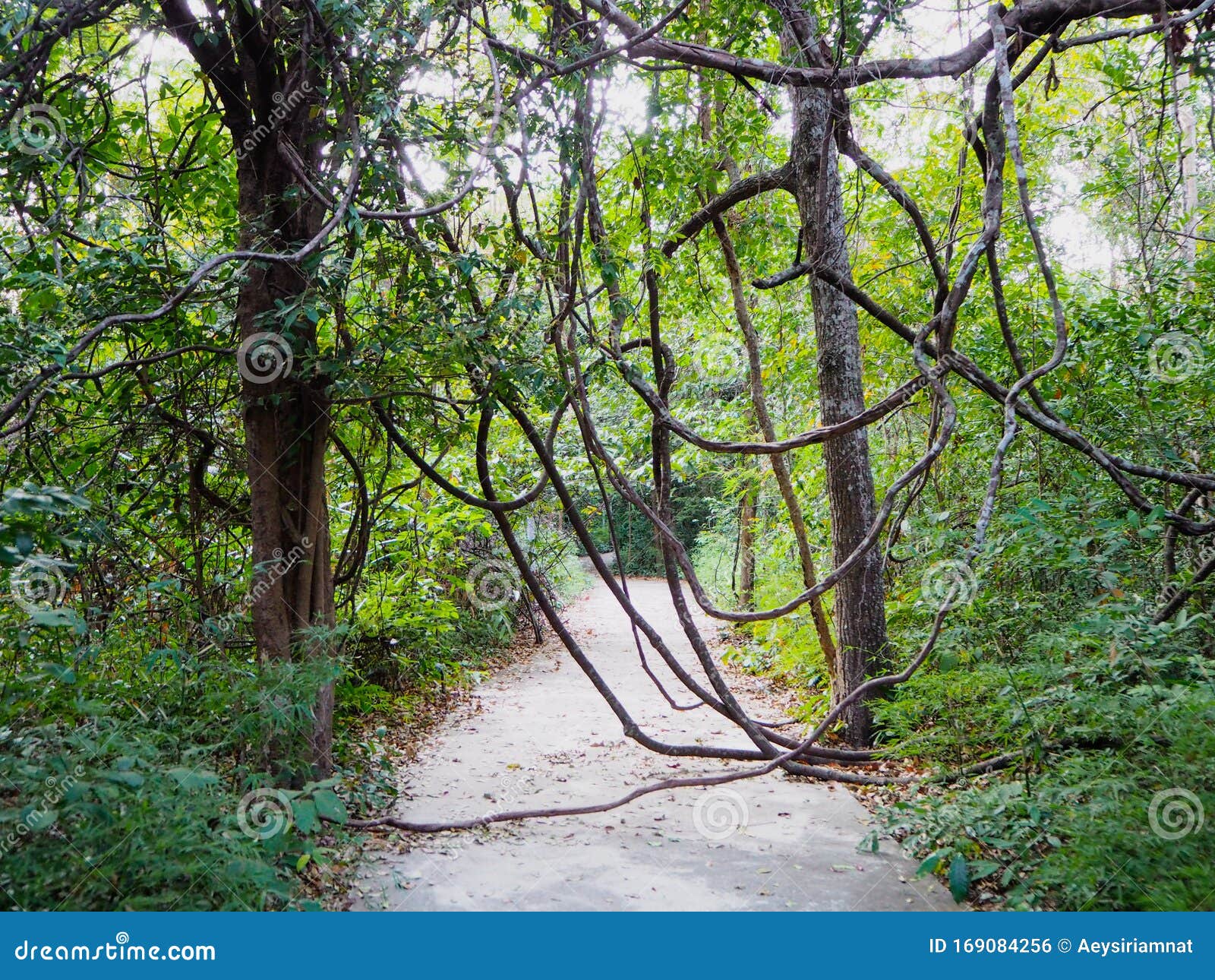 Large Vines Wrapped Around Tree. Stock Image | CartoonDealer.com #60620359
