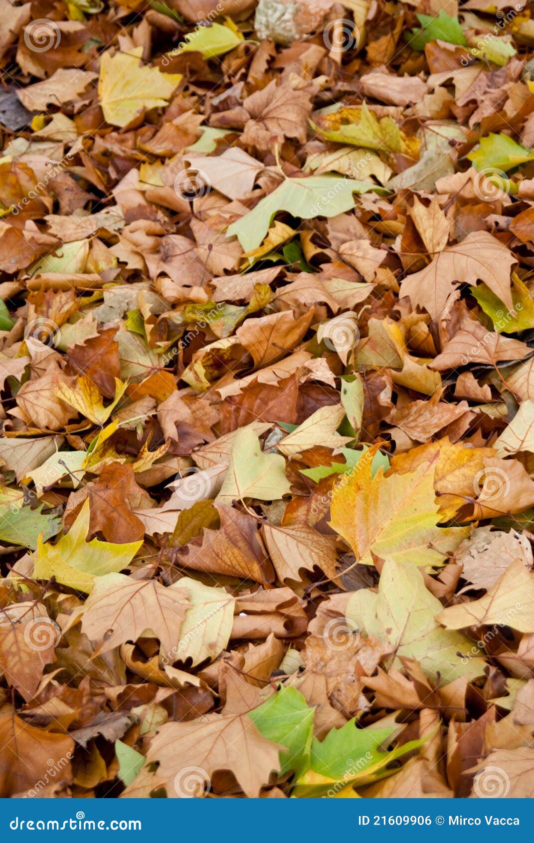 Many leaves stock photo. Image of green, autumn, leaves - 21609906