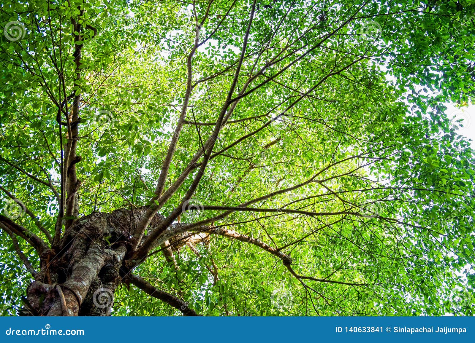 Many Leaves in Big Tree with Sunlight, View from Below or Under, Nature ...