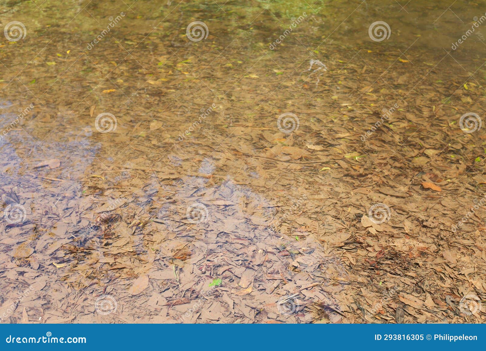 Leaves and Silt at the Bottom of the Stream Stock Image - Image of ...