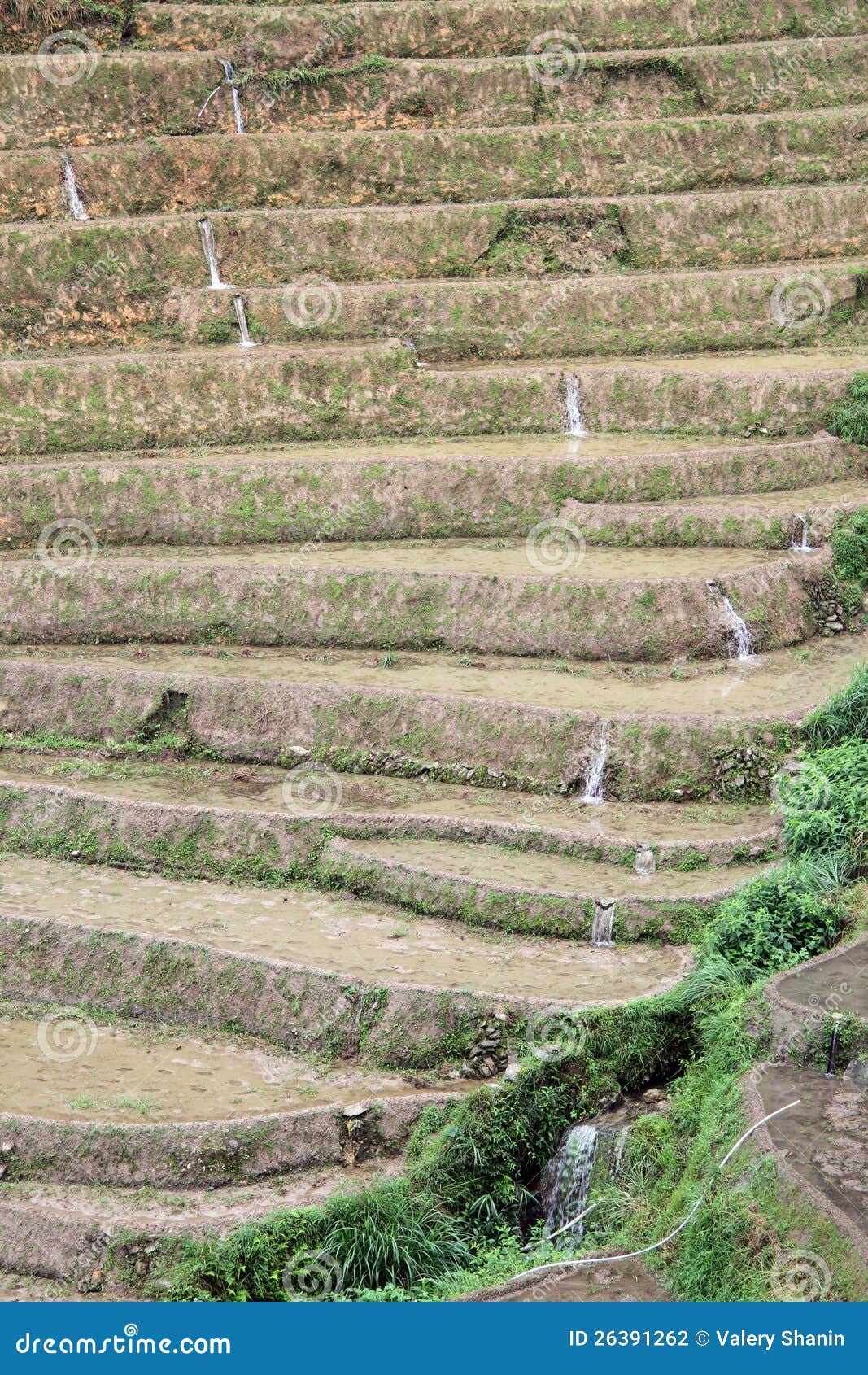 Many levels stock photo. Image of fresh, cultivate, farm - 26391262