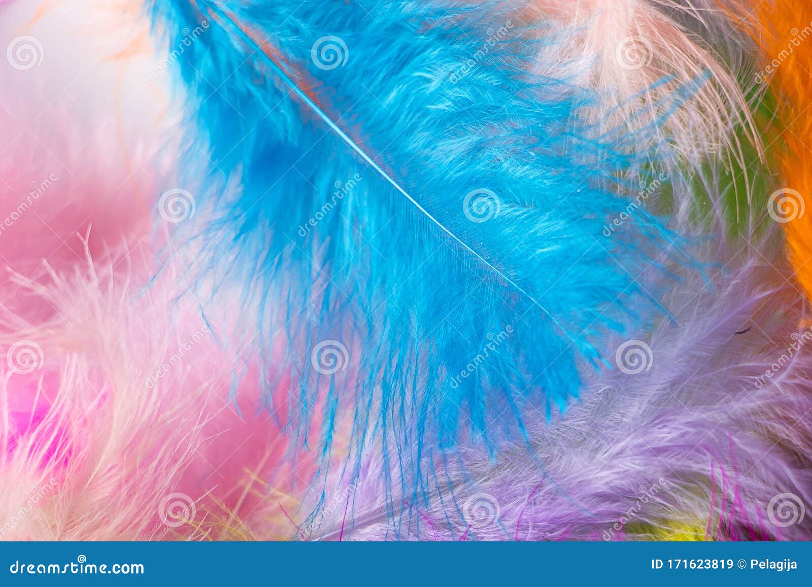 Many Light Multi-colored Feathers for a Carnival Costume Stock Image ...