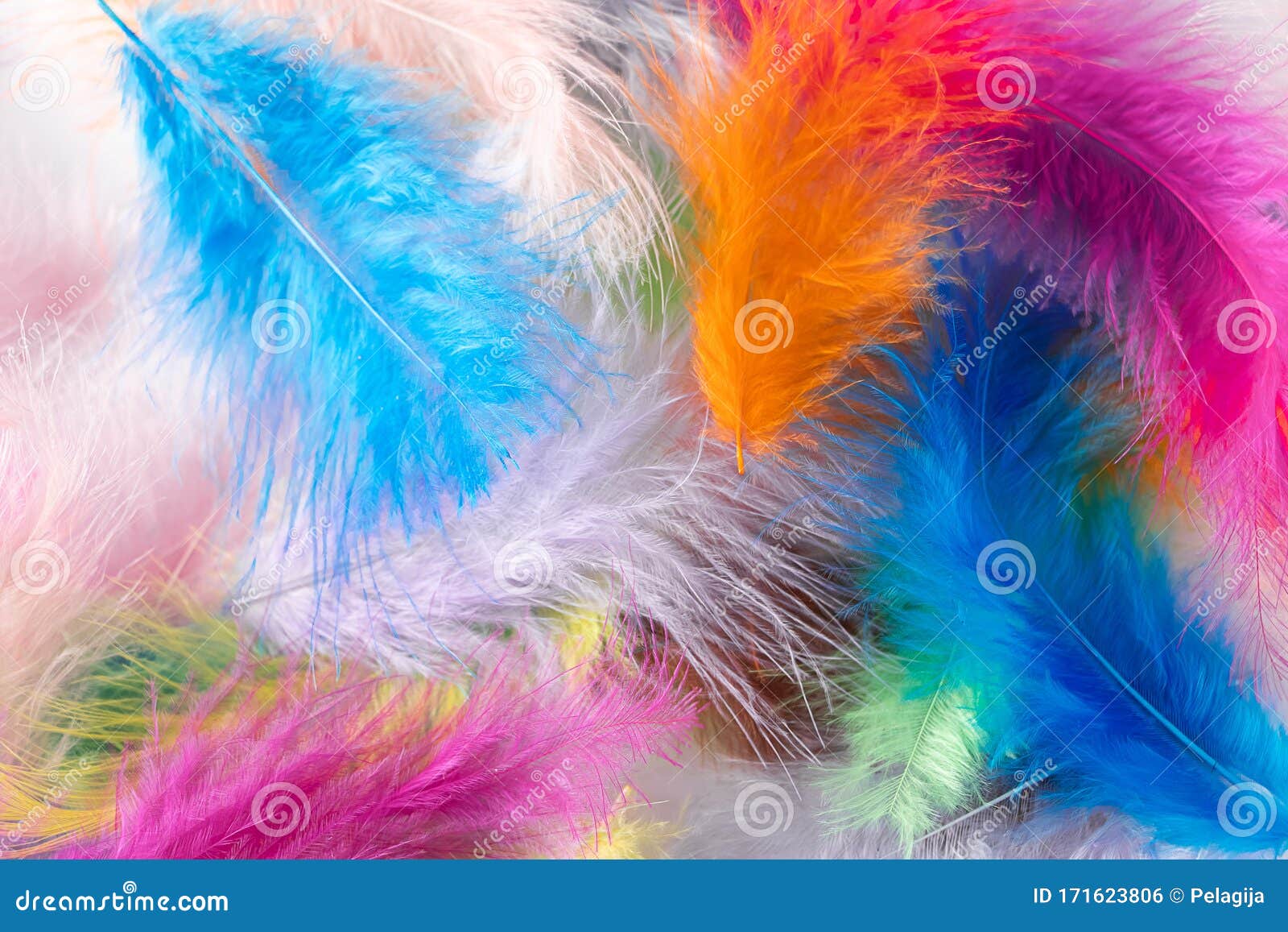 Many Light Multi-colored Feathers for a Carnival Costume. Background ...