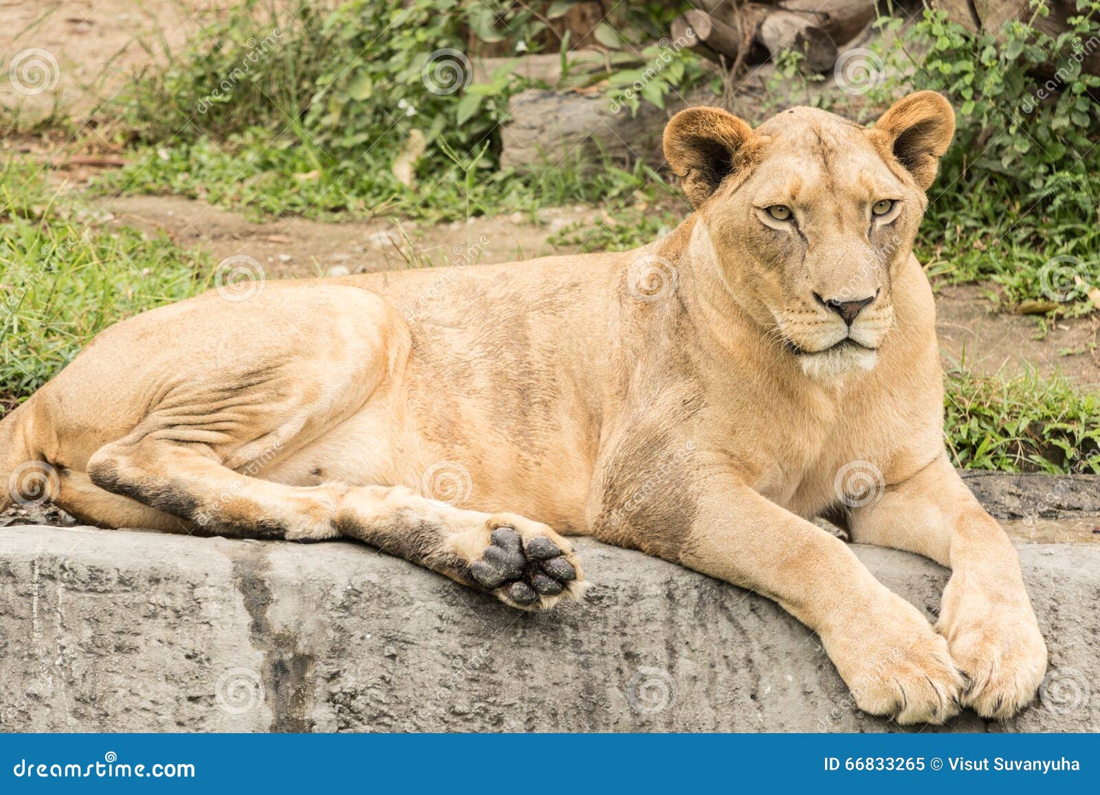 Many lion in the forest. stock image. Image of female - 66833265