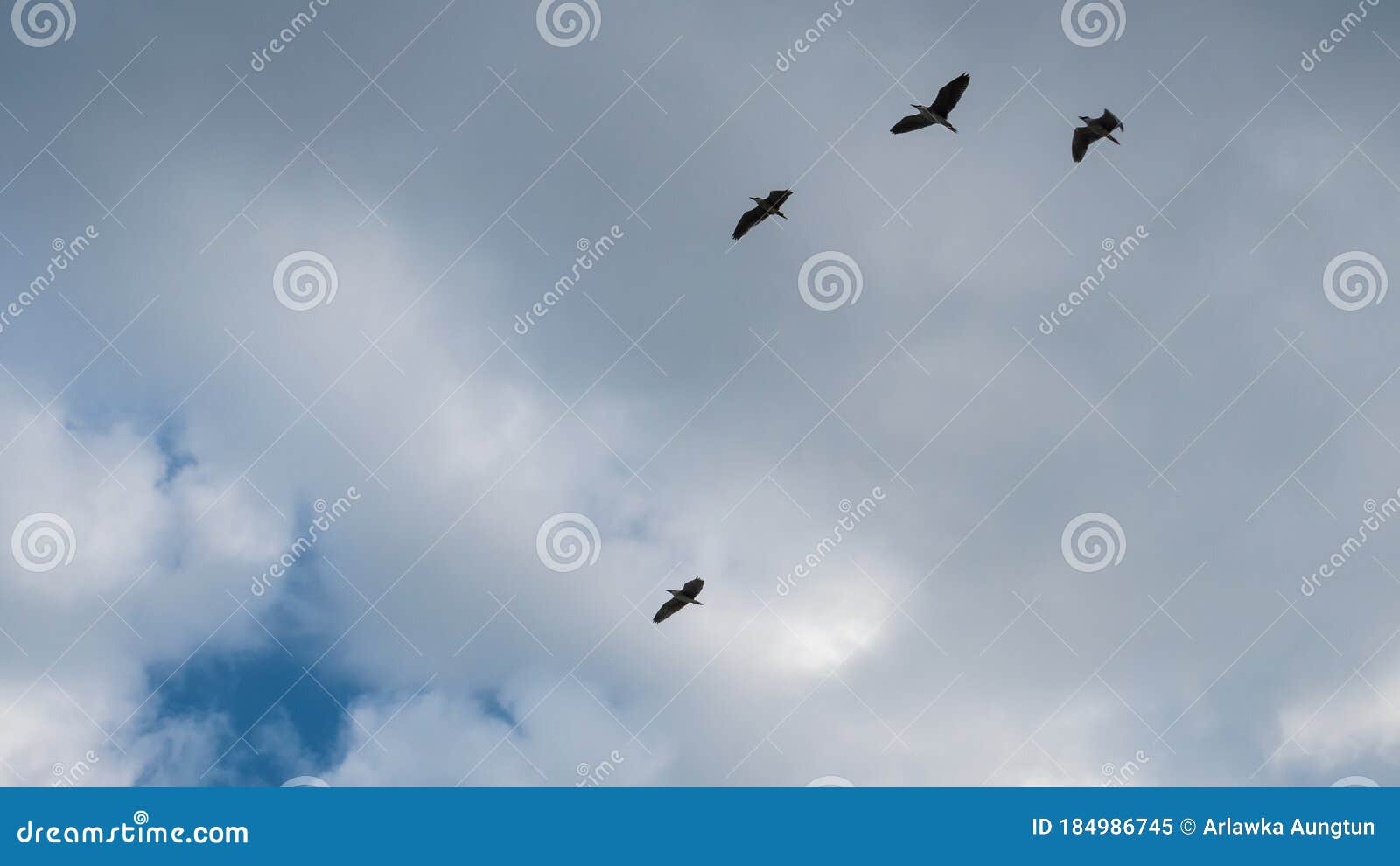Many Little Birds Fly Beautifully in the Stock Image - Image of ...