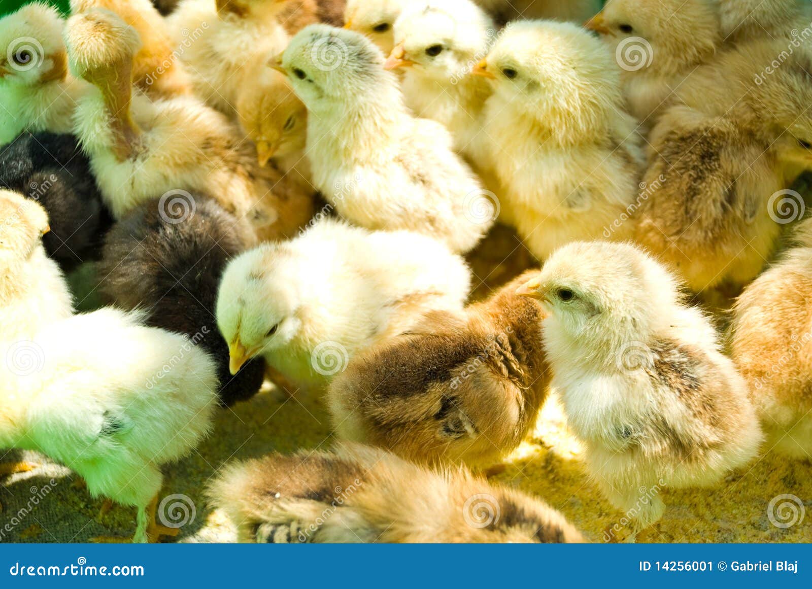 Many little chicken farm stock image. Image of hatchery - 14256001
