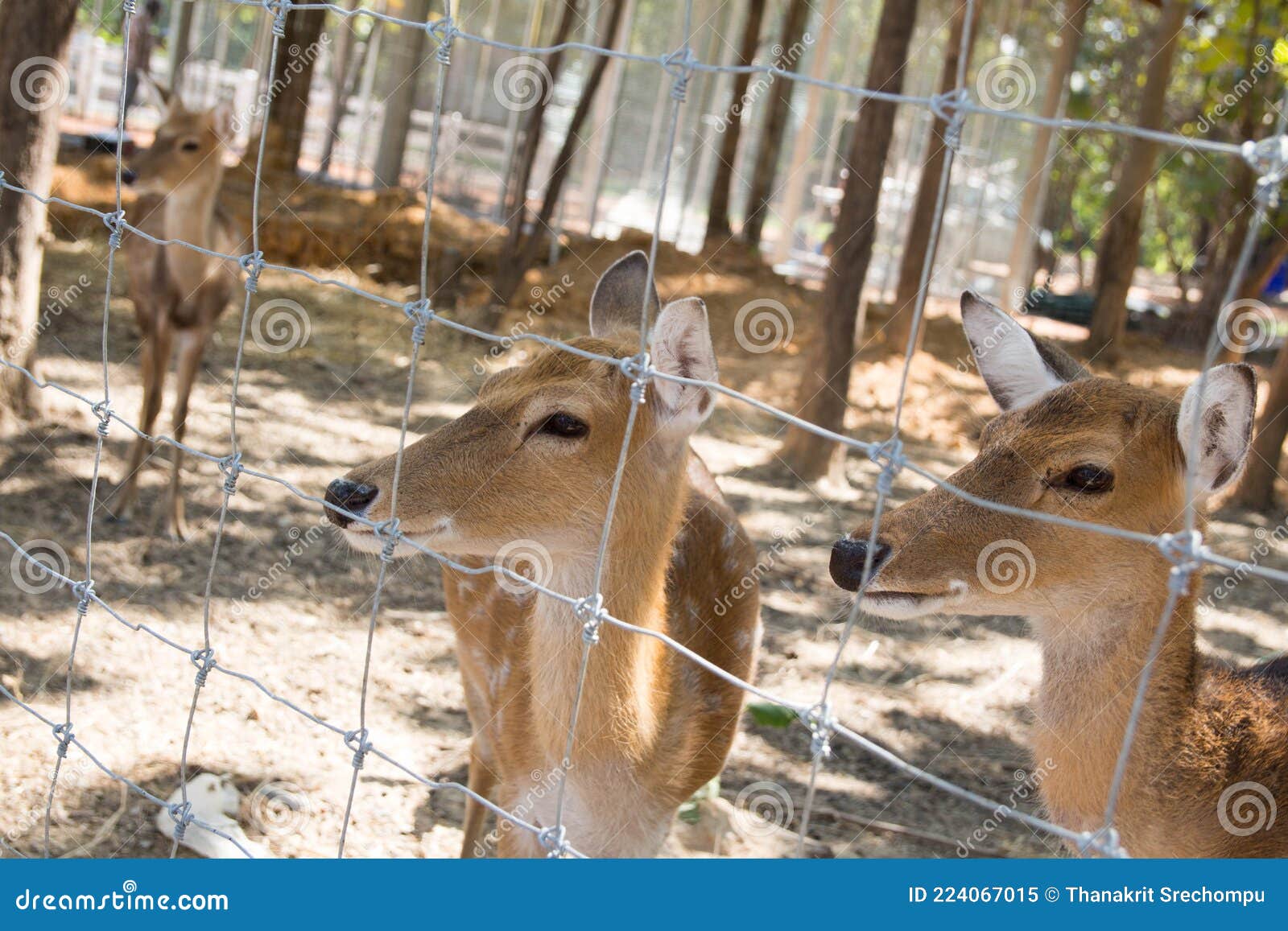 Many Little Deer Live in the Forest Stock Image - Image of fauna, bambi ...