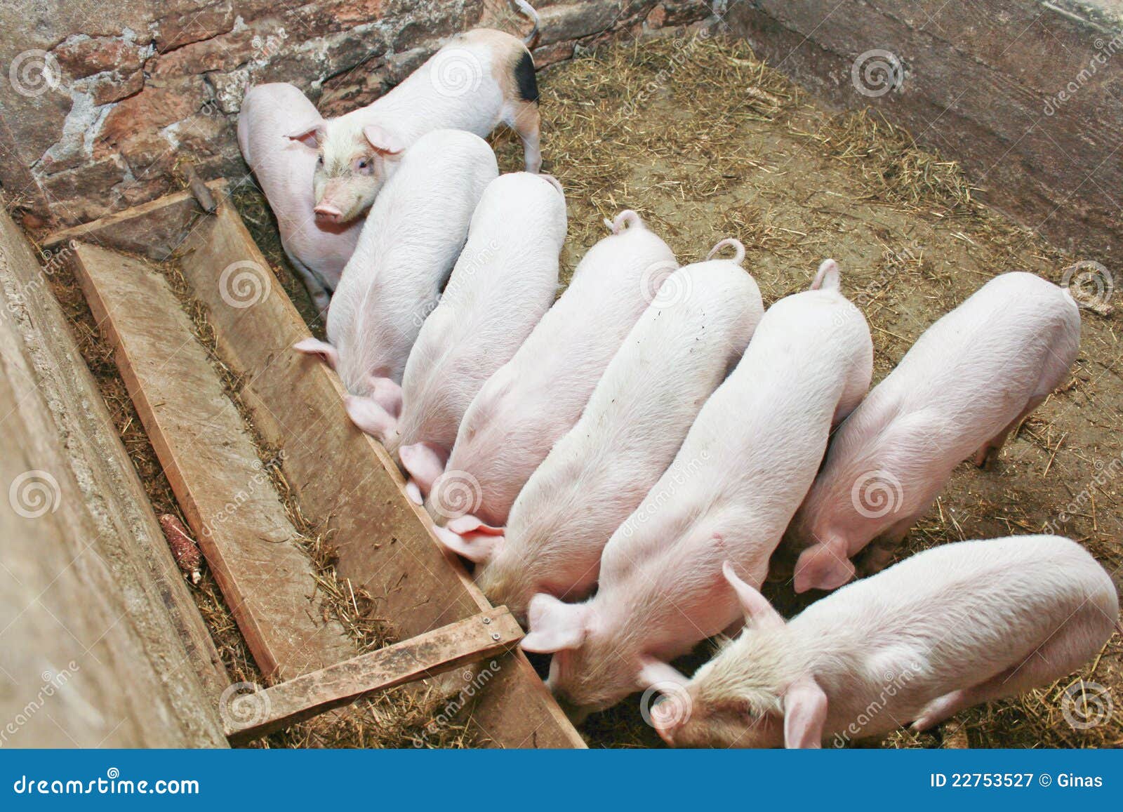 Many little pigs stock image. Image of piglet, kiss, closeup - 22753527