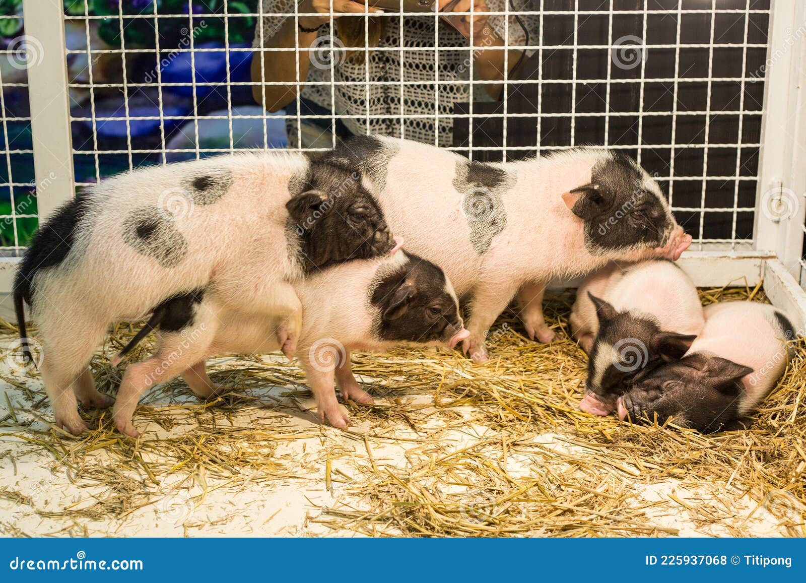 Dwarf hog in the cage stock photo. Image of farming - 225937068